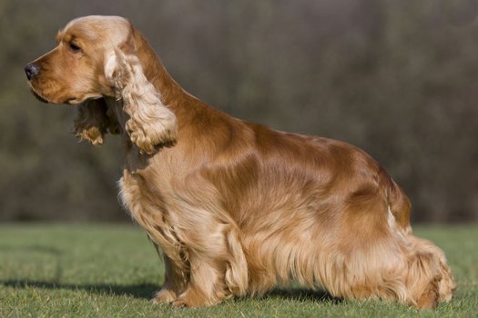Cocker Spaniel: saiba tudo sobre esta raça tão fofa!