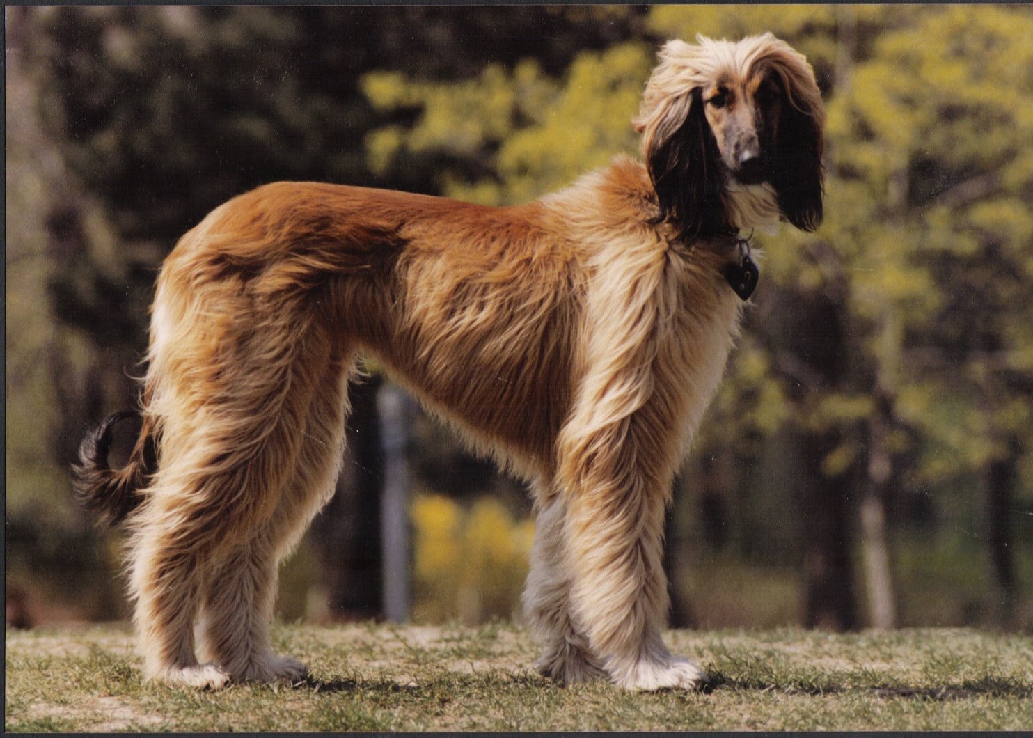 Afghan Hound: tudo que você tem que saber sobre a raça